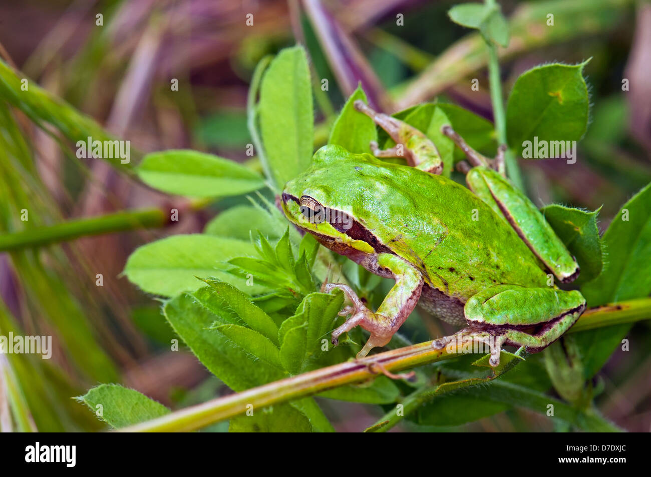 Frog middle finger hi-res stock photography and images - Alamy