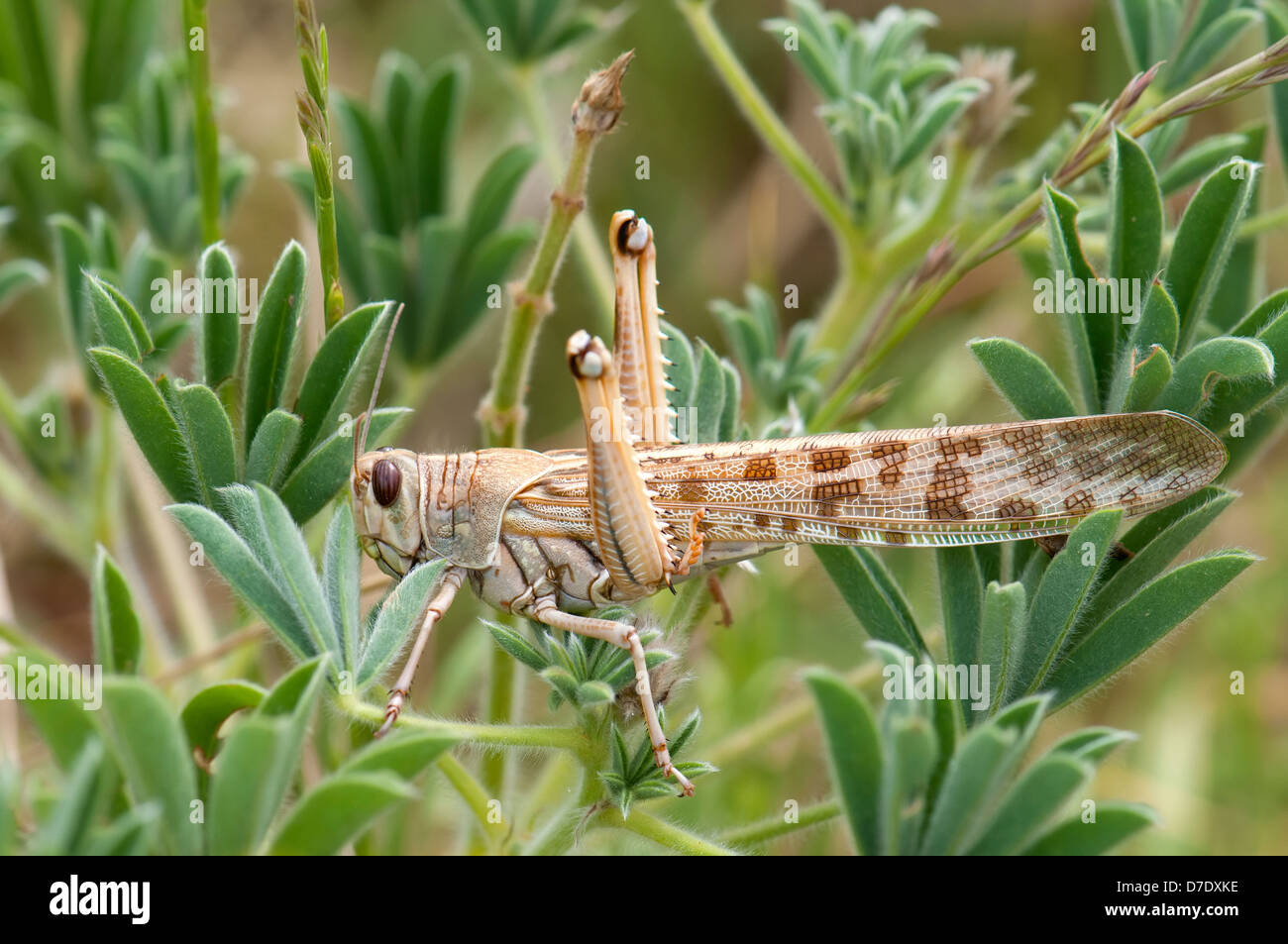 Locust, Grasshopper, Desert locust Stock Photo - Alamy