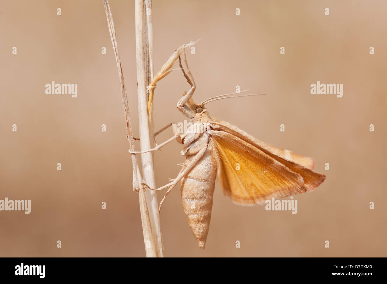 Moth ready to fly Stock Photo - Alamy