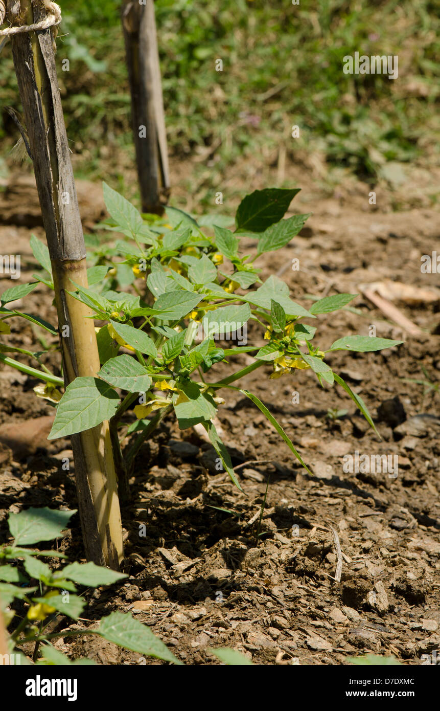 Tomatillo plant hi-res stock photography and images - Alamy