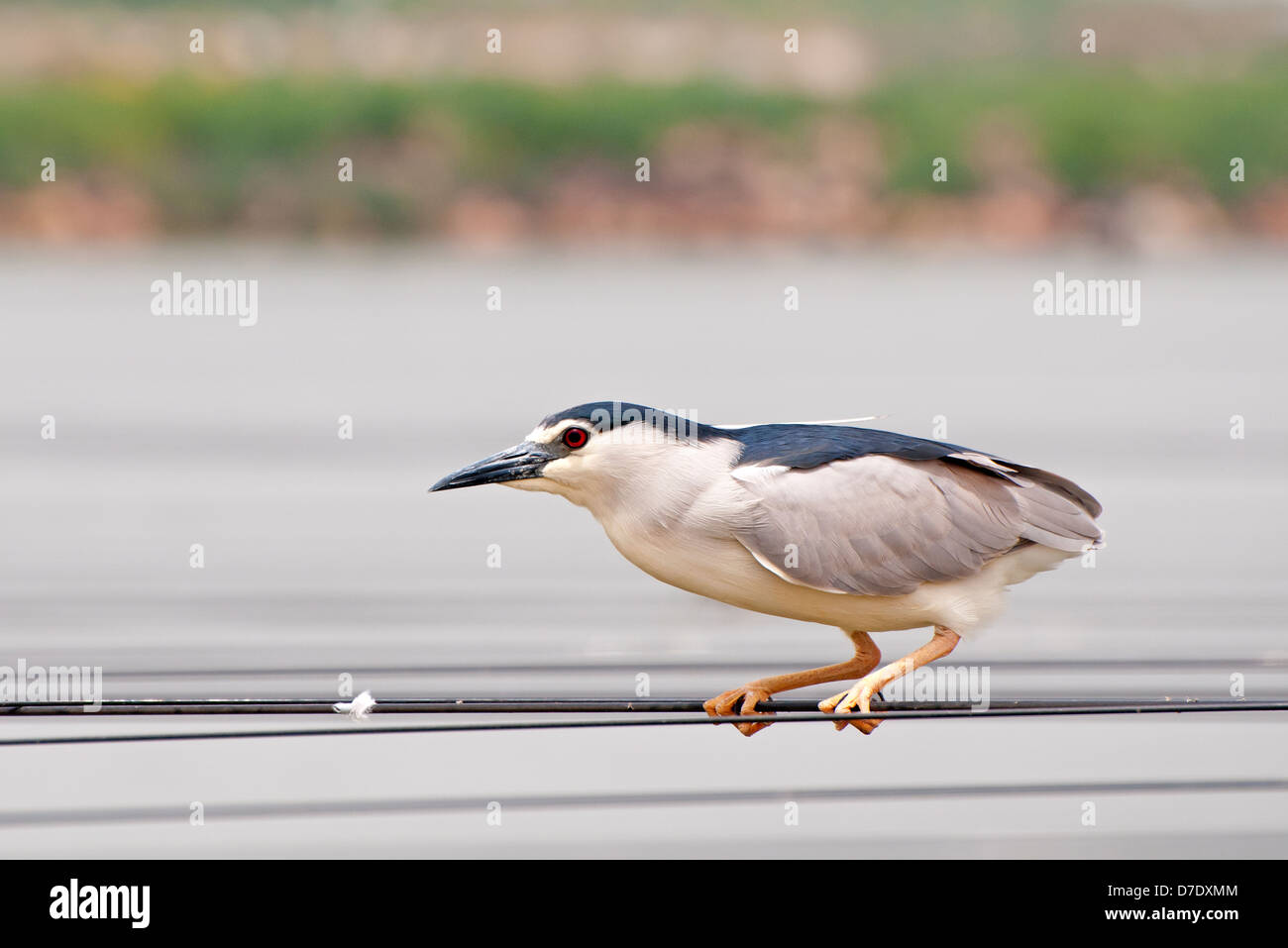 Black-crowned Night Heron, Nycticorax nycticorax Stock Photo - Alamy