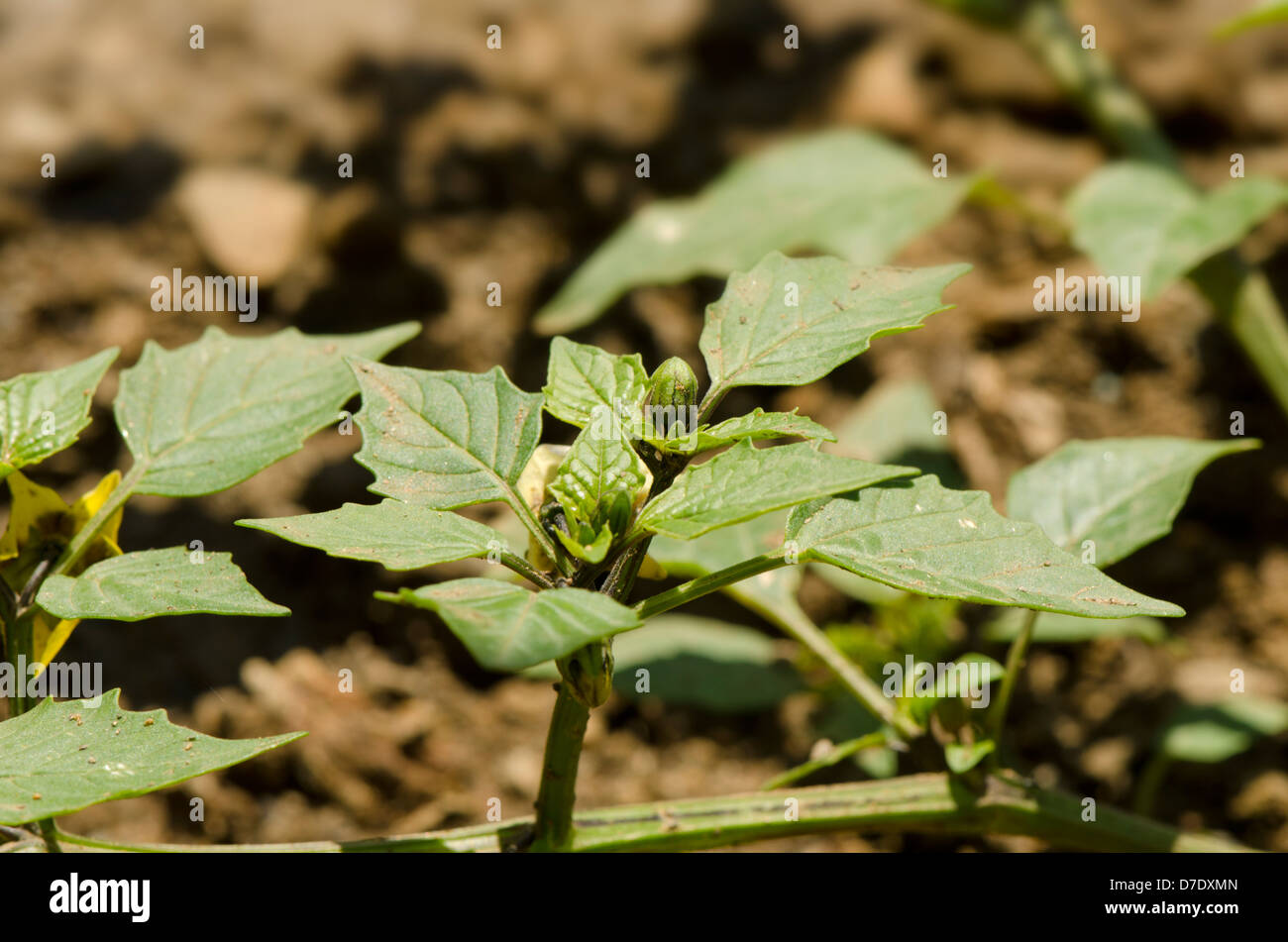 Tomatillo plant hi-res stock photography and images - Alamy