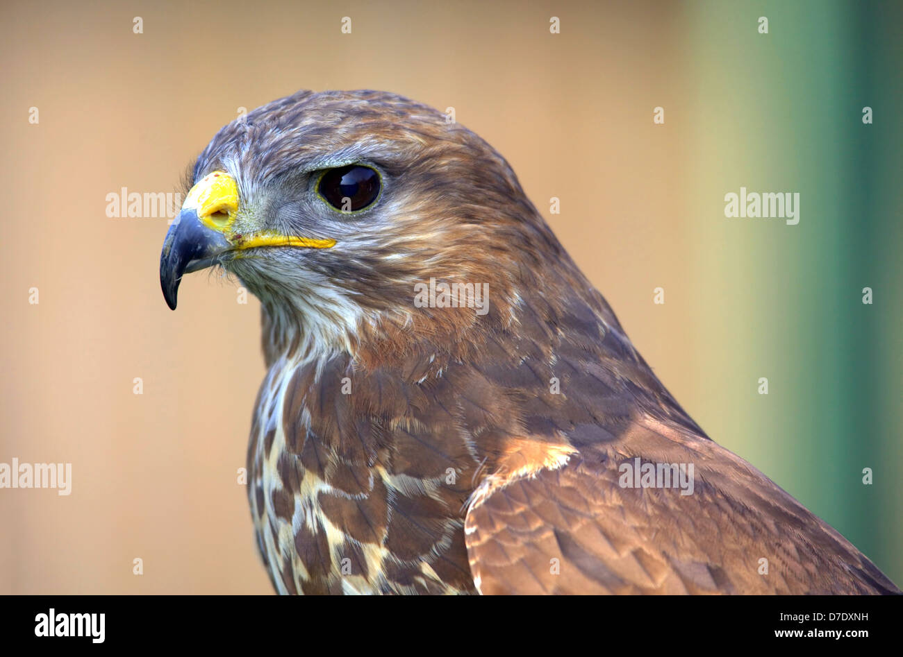 A portrait of a Red-tailed hawk Stock Photo - Alamy