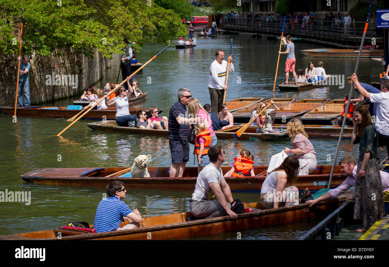 Cambridge punting dog hi-res stock photography and images - Alamy