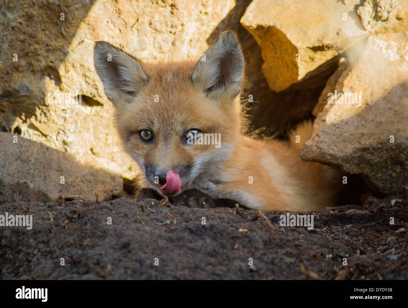 Playful baby fox with pink tongue portrait in the morning light Stock ...