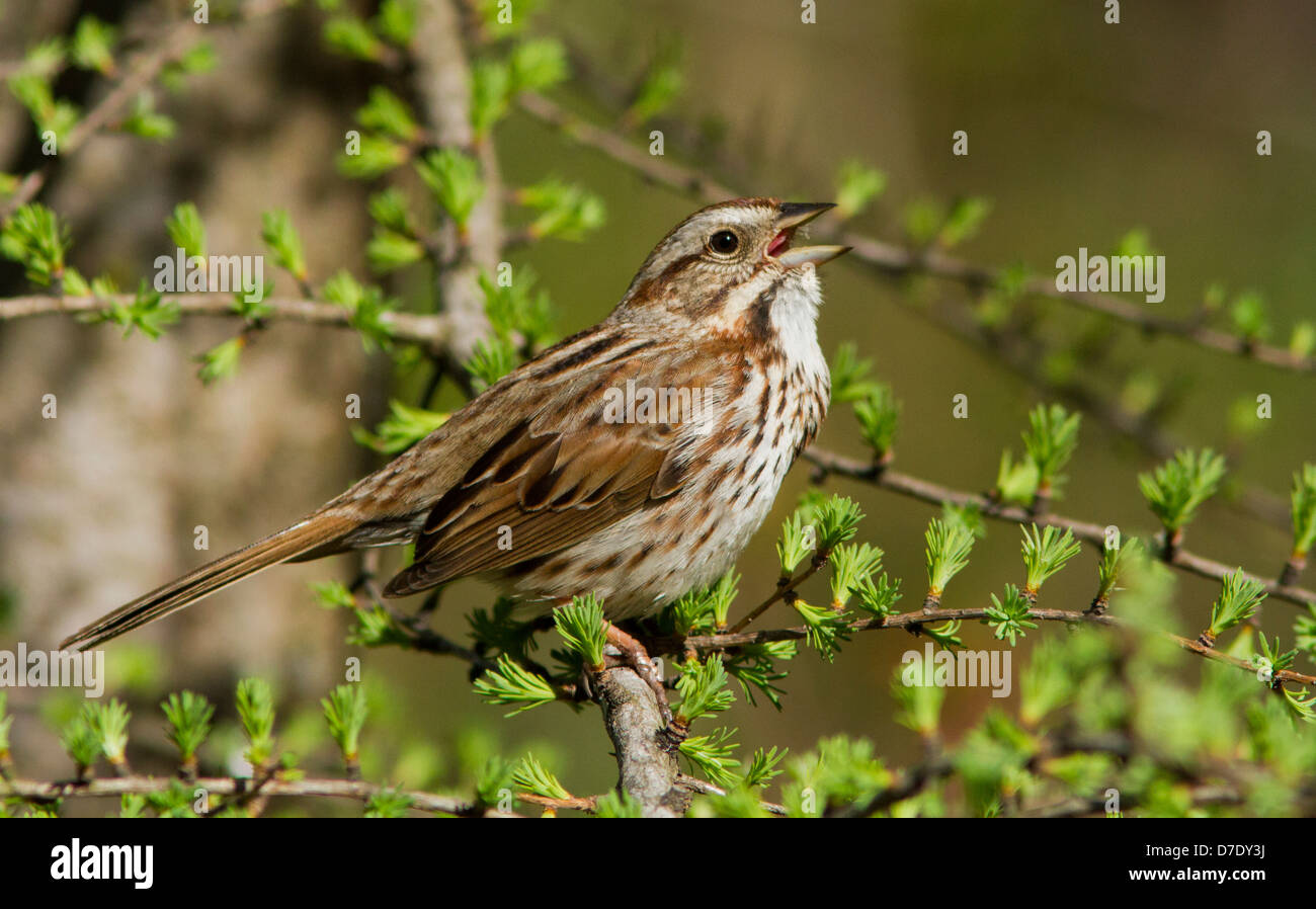 Isolated Song Sparrow (Melospiza melodia) singing in spring Stock Photo ...