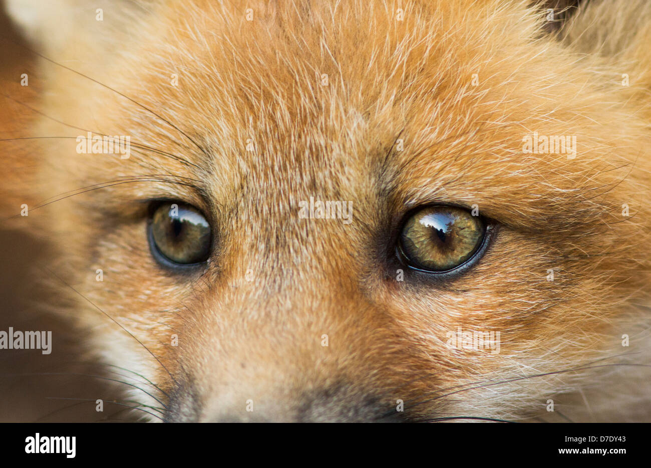 Playful baby fox portrait in the morning light Stock Photo - Alamy