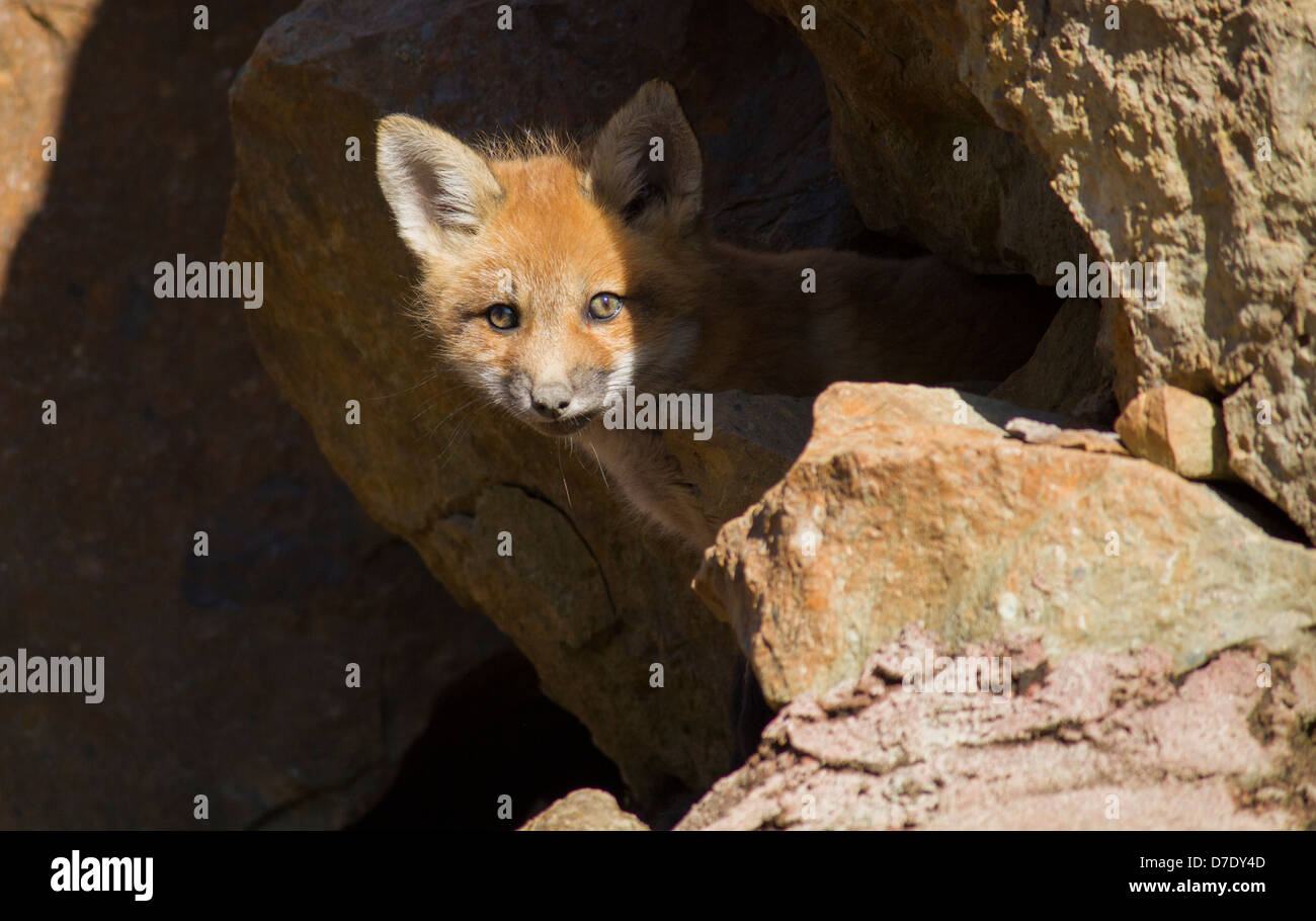 Playful baby fox portrait in the morning light Stock Photo - Alamy