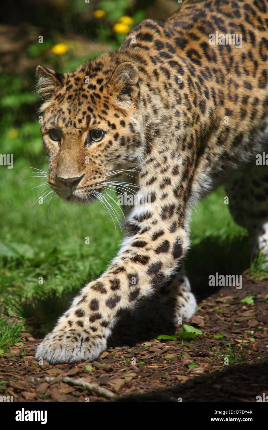 Amur leopard (Panthera pardus orientalis Stock Photo - Alamy