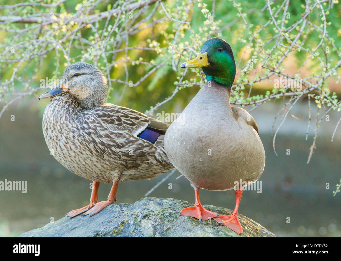 Mallard couple hi-res stock photography and images - Alamy