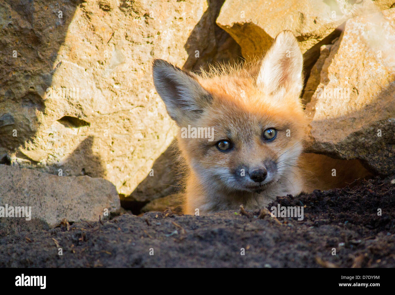 Playful baby fox portrait in the morning light Stock Photo - Alamy