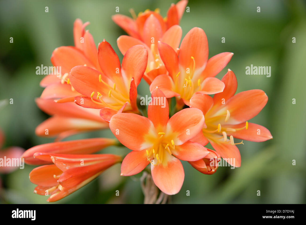 Clivia miniata (Natal lily, bush lily Stock Photo - Alamy