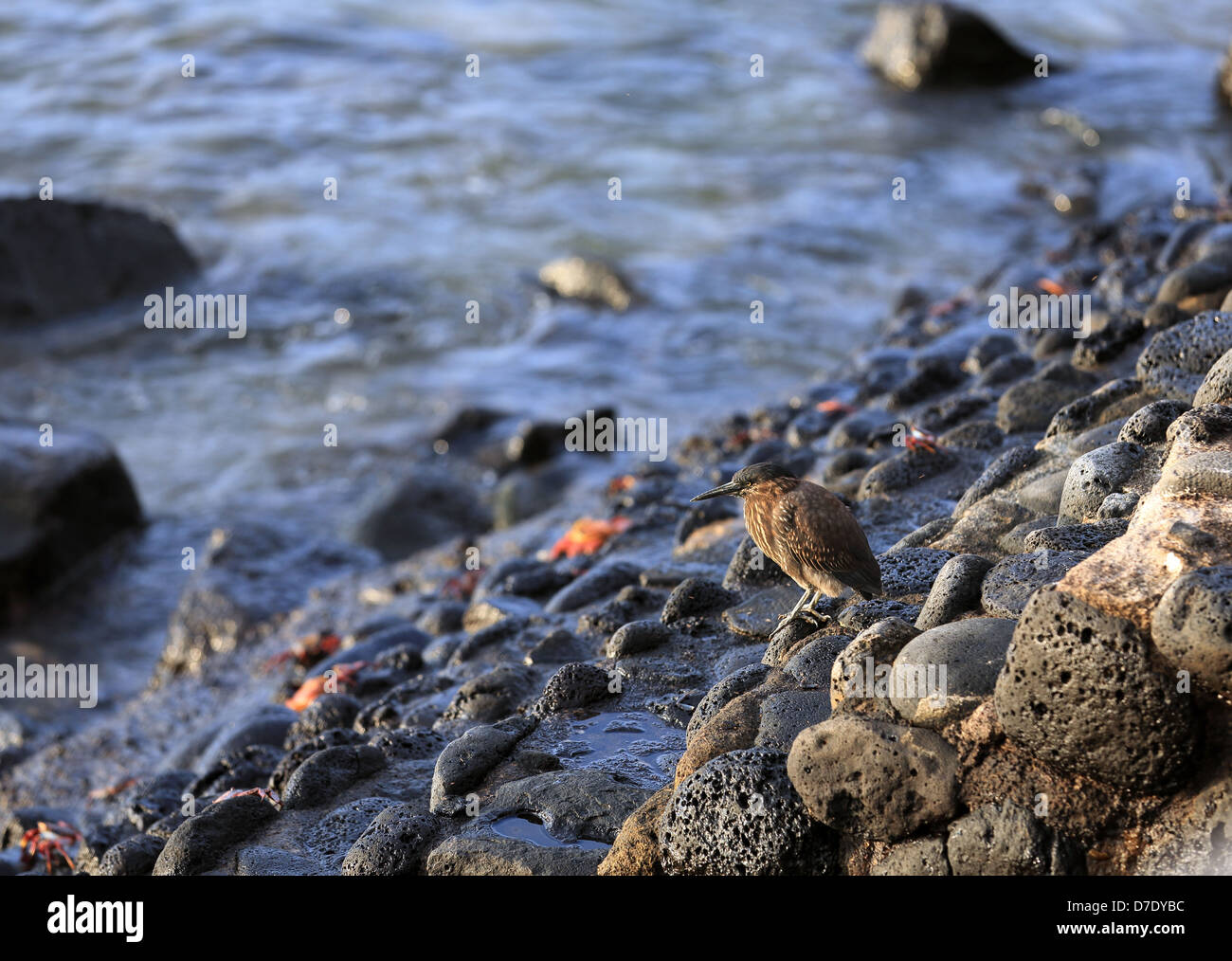 Fish on the rocks hi-res stock photography and images - Alamy