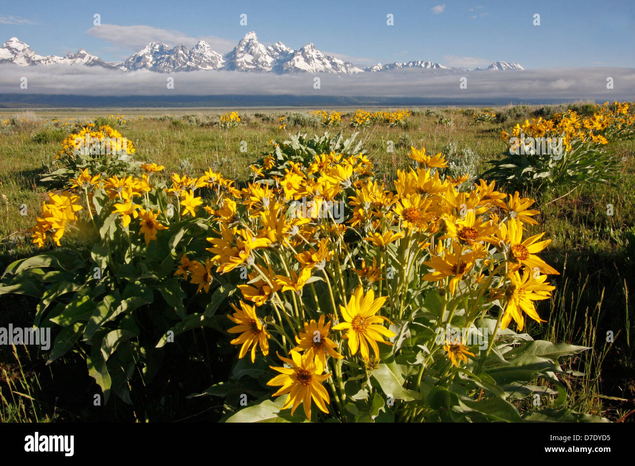 Mule's ears flowers, Grand Teton National Park, Wyoming, USA Stock ...