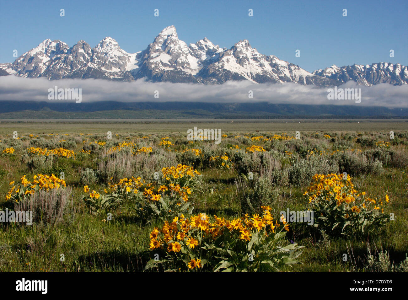 Mule's ears flowers, Grand Teton National Park, Wyoming, USA Stock ...