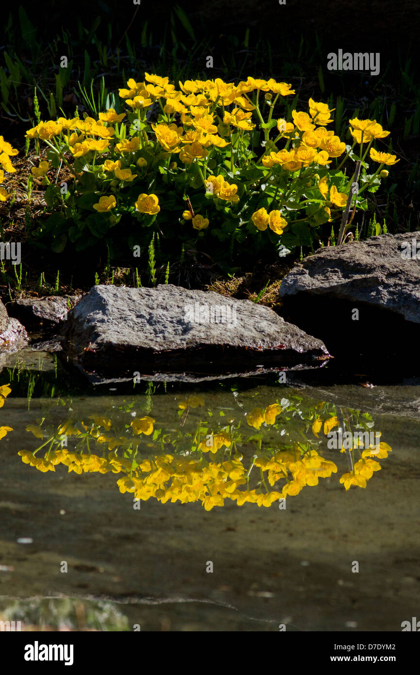 Orange yellow ranunculus hi-res stock photography and images - Alamy
