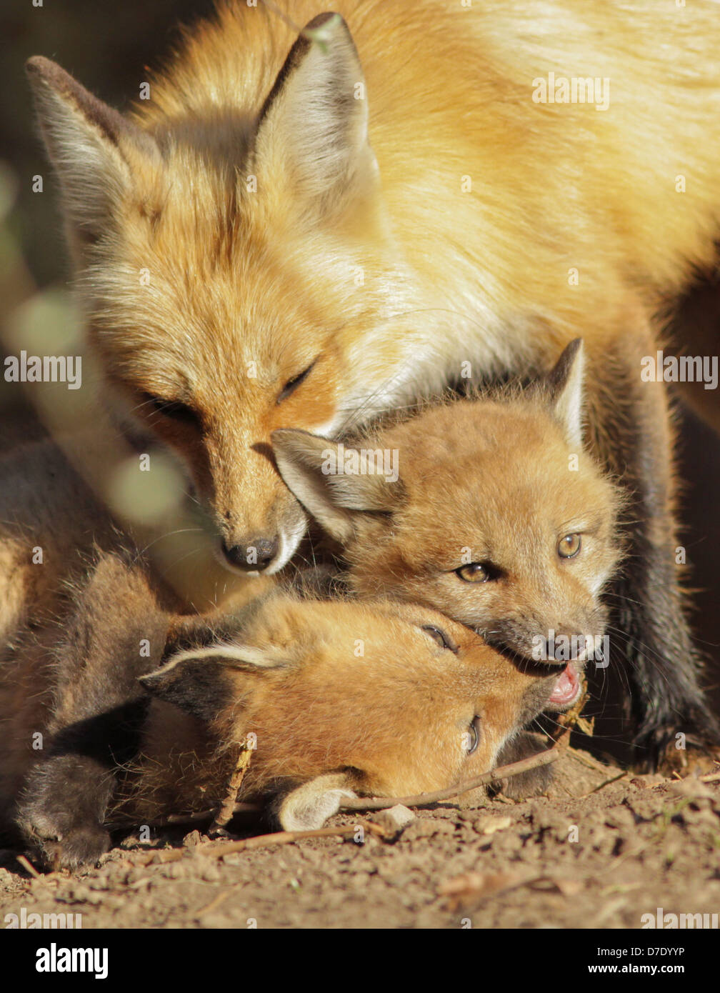 Fox cubs playing hi-res stock photography and images - Alamy