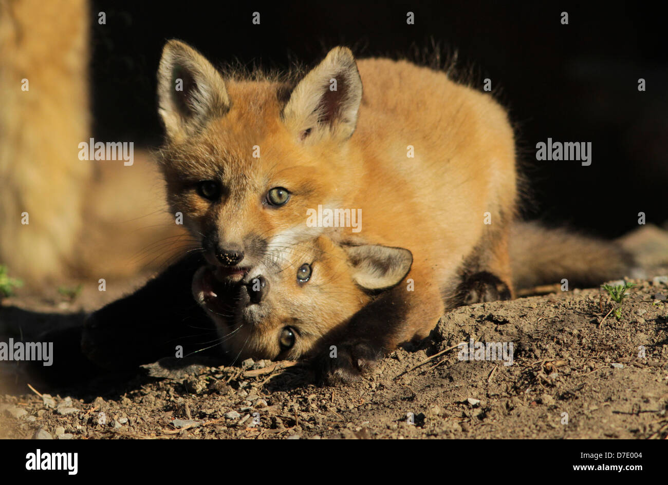 Fox cubs playing hi-res stock photography and images - Alamy