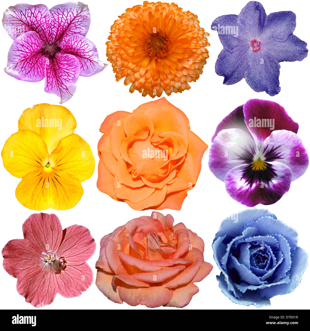 Flower heads isolated on white Stock Photo - Alamy