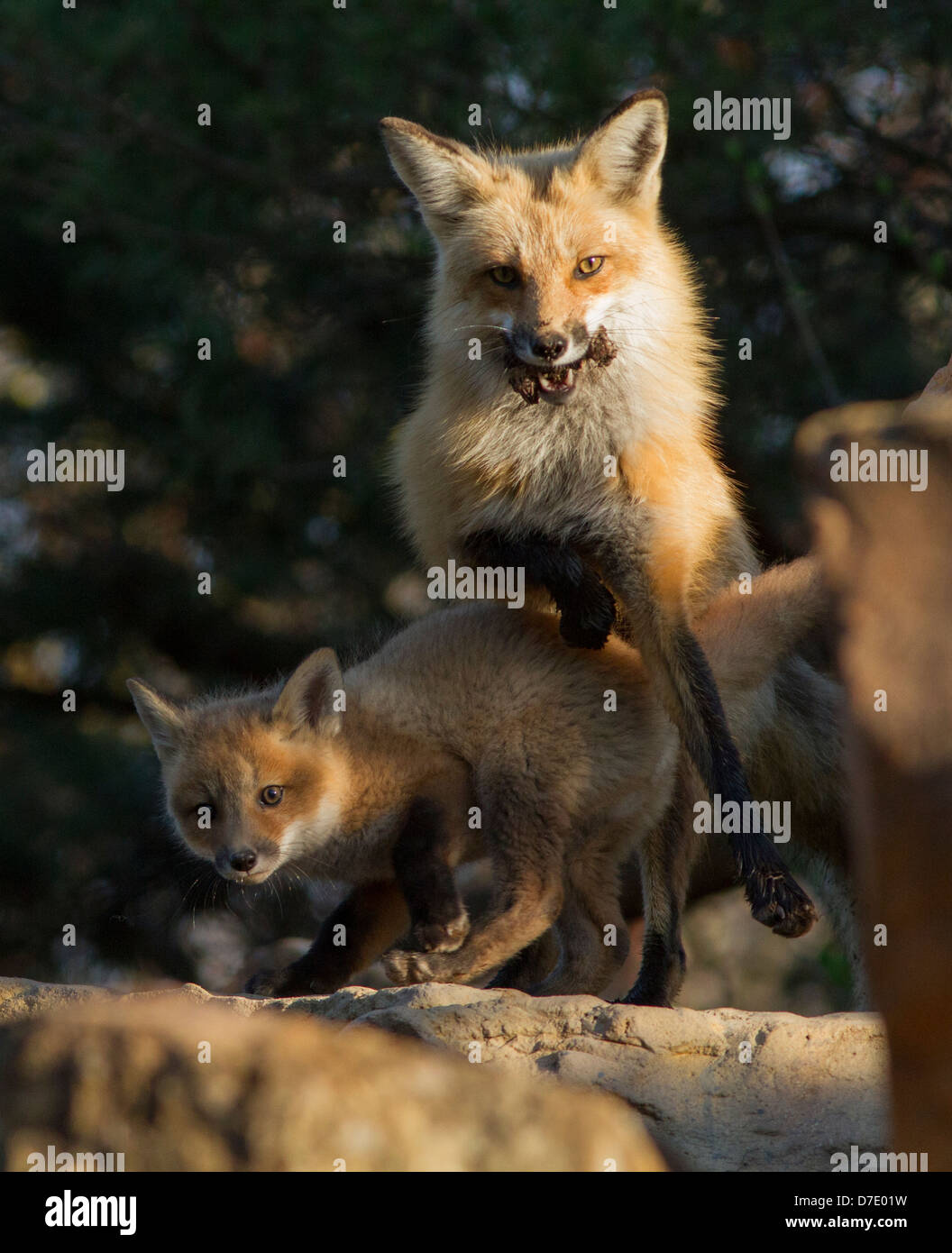 Red fox pups playing vulpes hi-res stock photography and images - Alamy