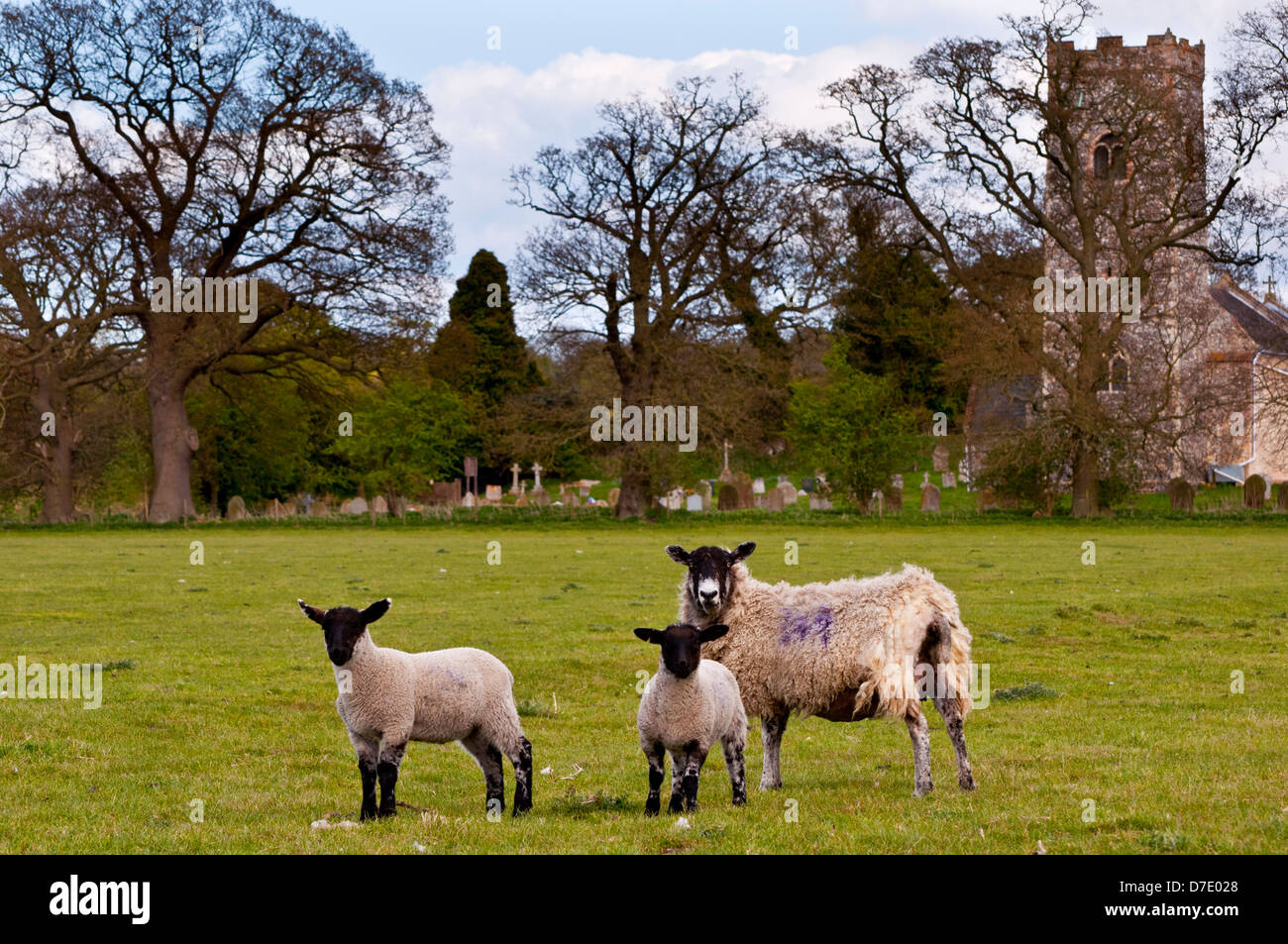 Caistor St Edmund Norfolk High Resolution Stock Photography and Images ...