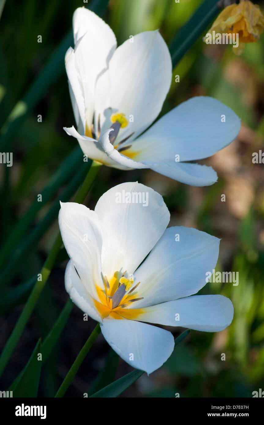 Dead tulip hi-res stock photography and images - Alamy
