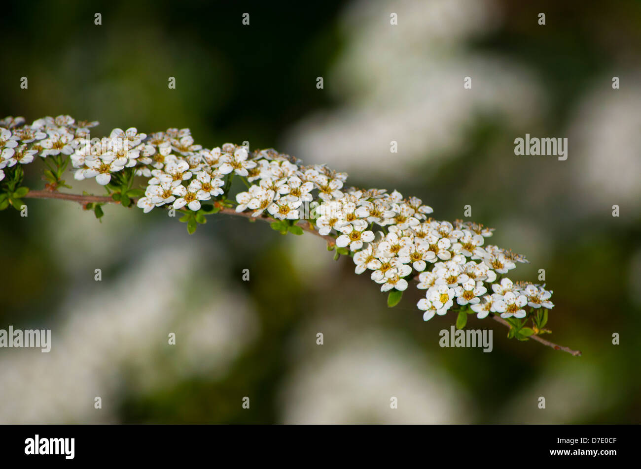 Spiraea arguta hi-res stock photography and images - Alamy