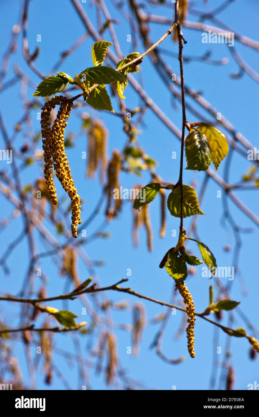Birch catkins pollen hi-res stock photography and images - Alamy