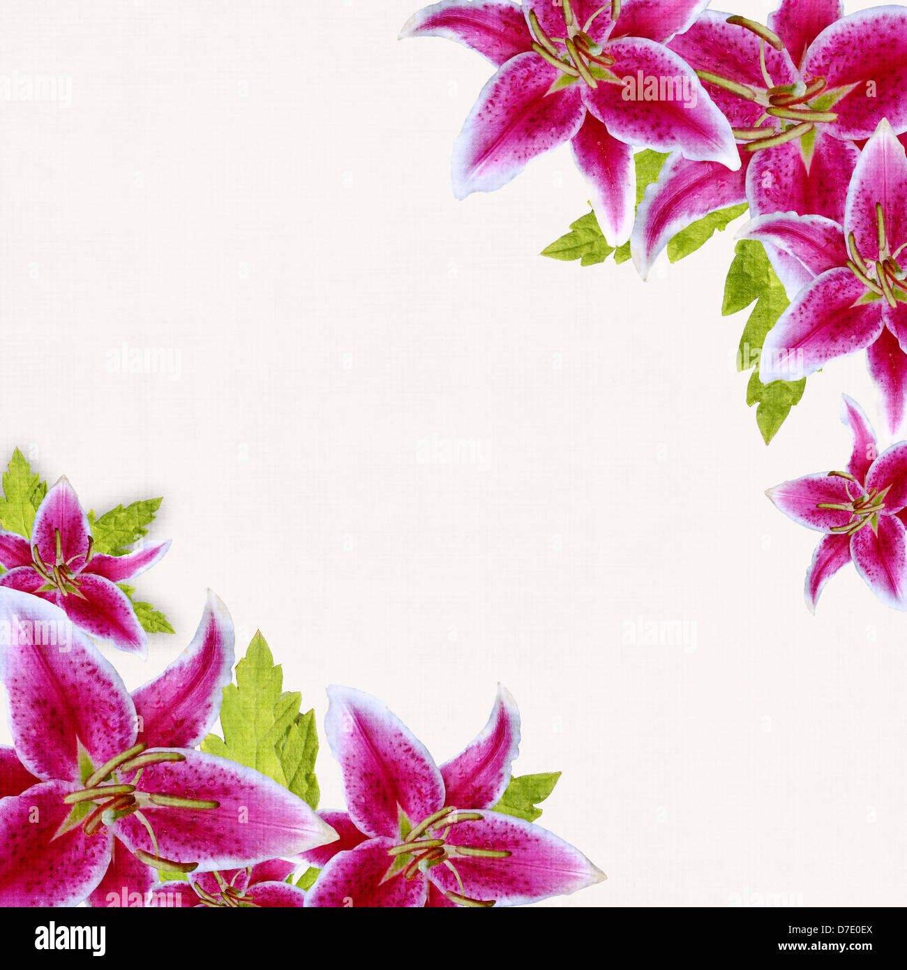 Pink bridal lilies border on white background Stock Photo - Alamy