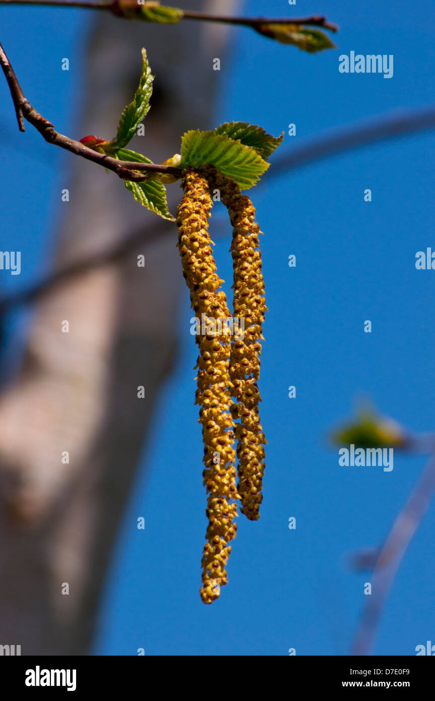 Birch catkins pollen hi-res stock photography and images - Alamy