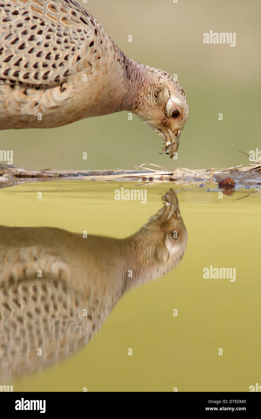Yorkshire pheasant hi-res stock photography and images - Alamy