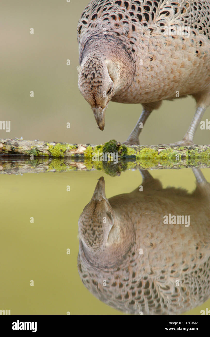 Female Pheasant (Phasianus colchicus) at pool, farmland, West Yorkshire ...