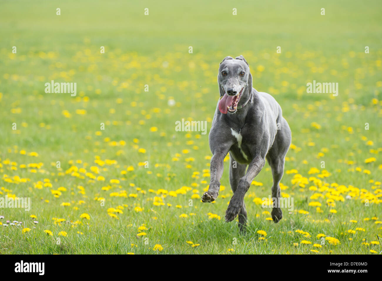 Retired Greyhound running through a meadow Stock Photo - Alamy