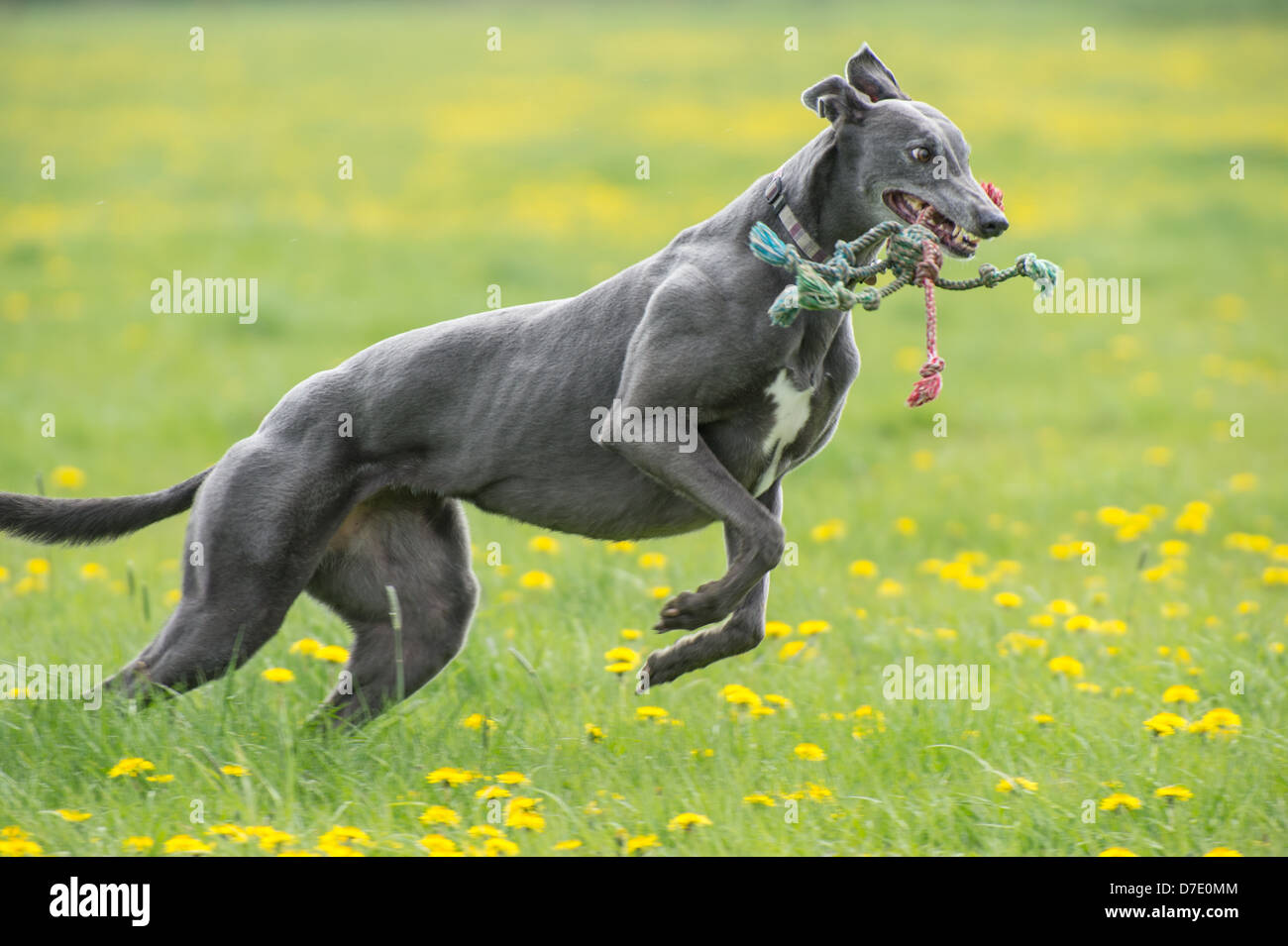 Greyhound Dog Running Speed