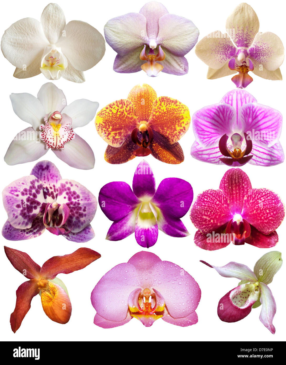 set orchid head isolated on white Stock Photo - Alamy