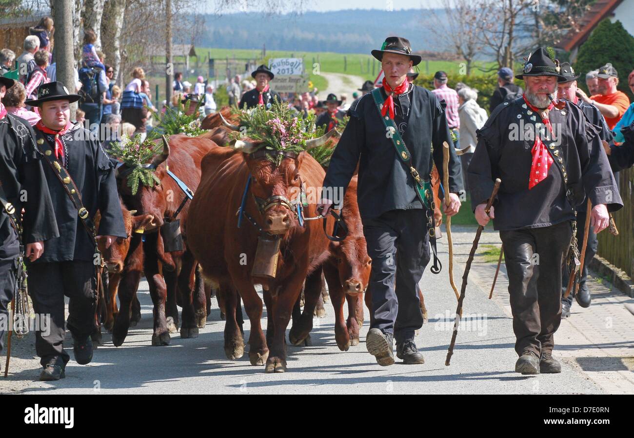 Cowherds herd cows through the streets during the traditional cow ...