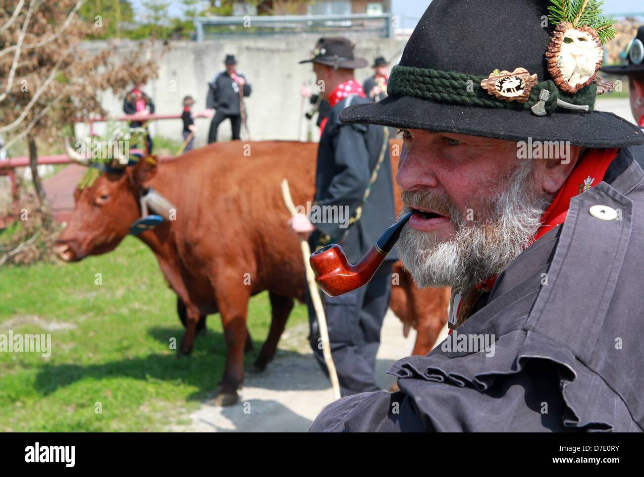 Cowherds herd cows through the streets during the traditional cow ...