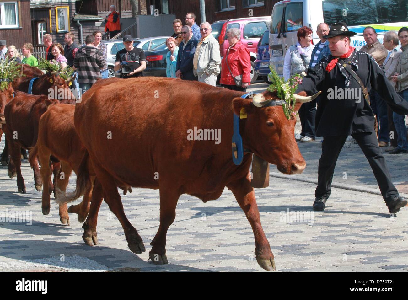 Cowherds herd cows through the streets during the traditional cow ...