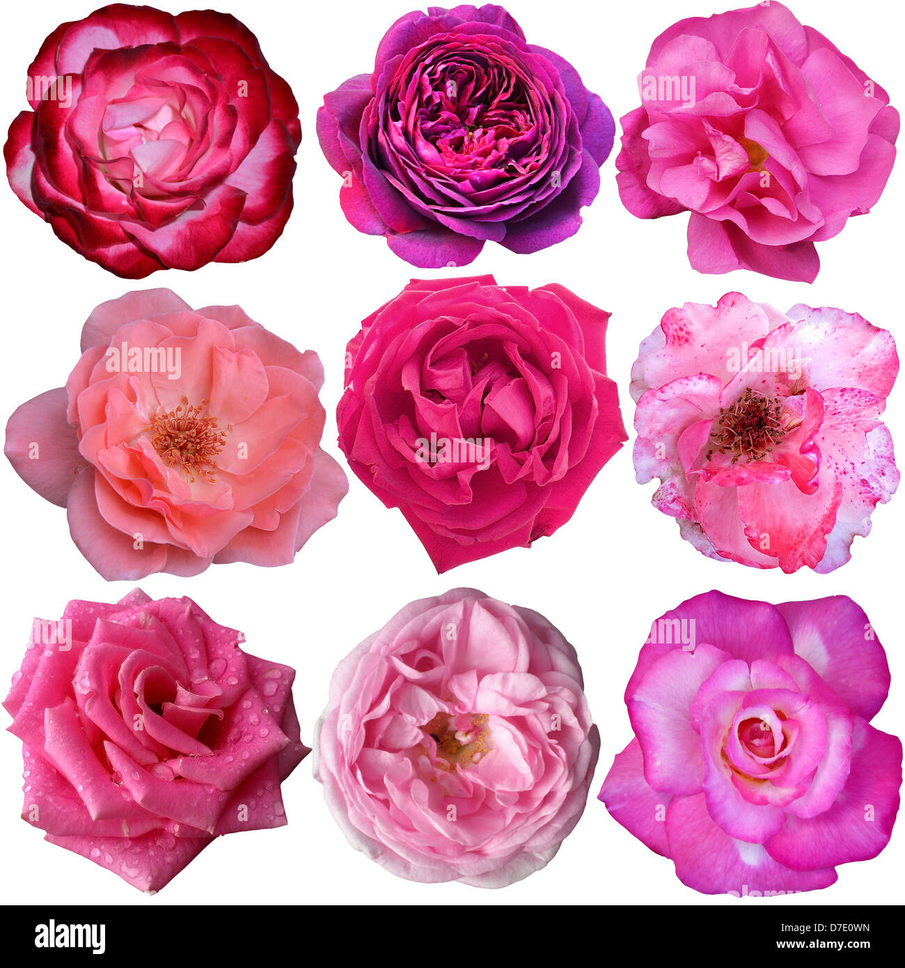 set of 9 pink roses blooming Stock Photo - Alamy