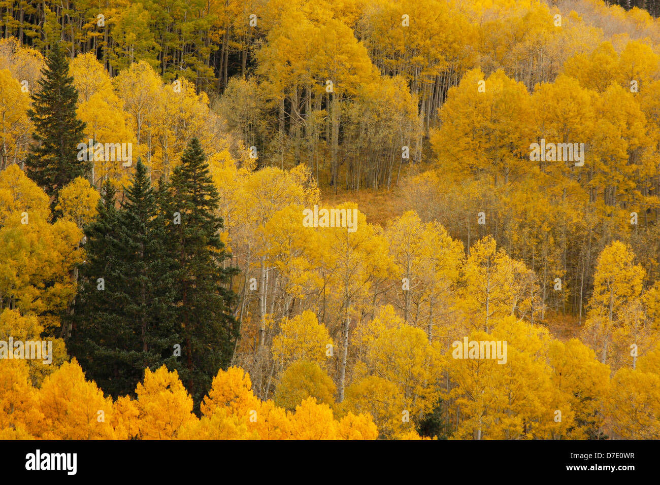 Lizard Head Wilderness, Colorado, USA Stock Photo - Alamy