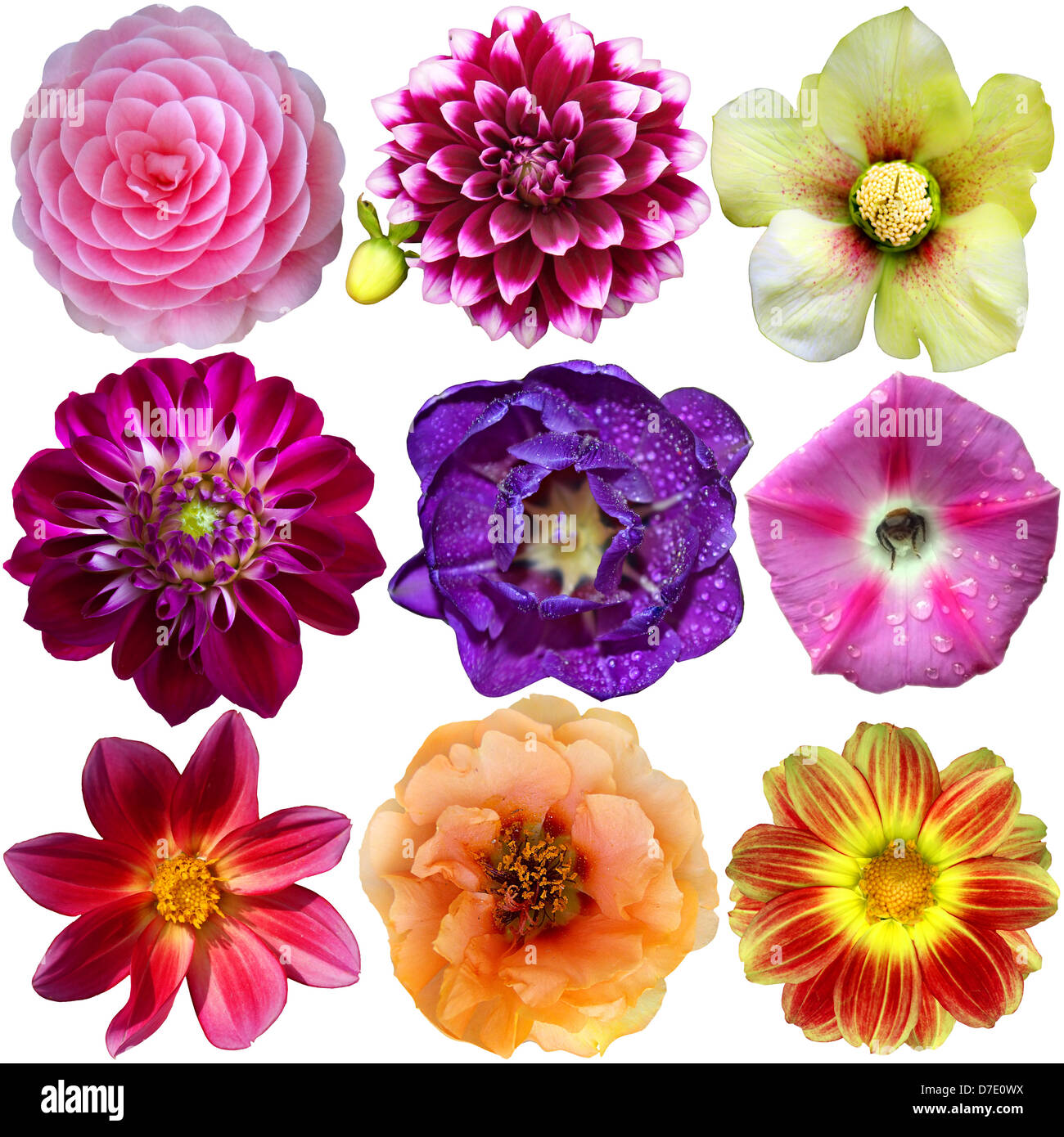 Colorful Flowers Isolated on White Background Stock Photo - Alamy