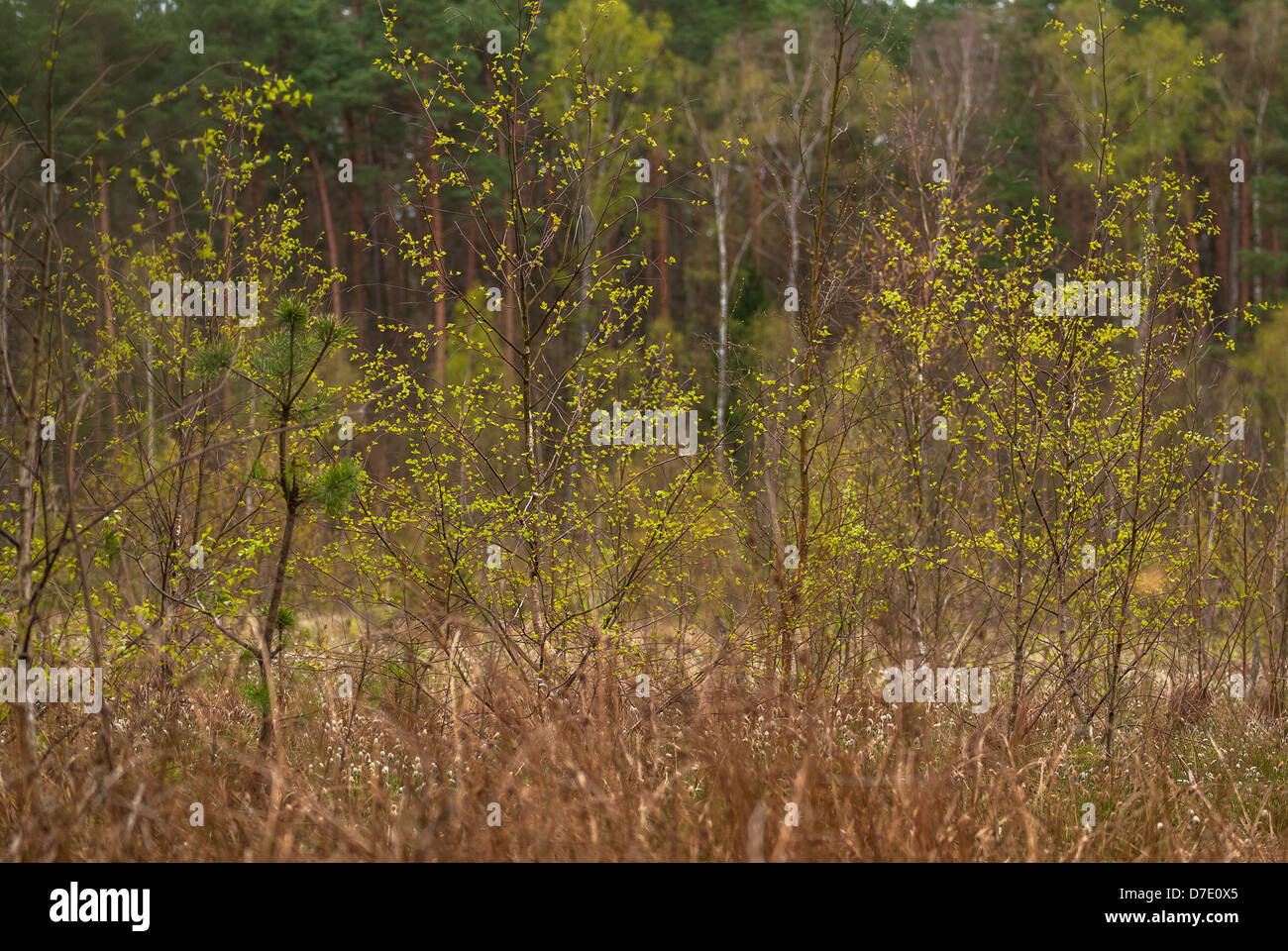 Swamp tree birch pine pinus wood forest hi-res stock photography and ...