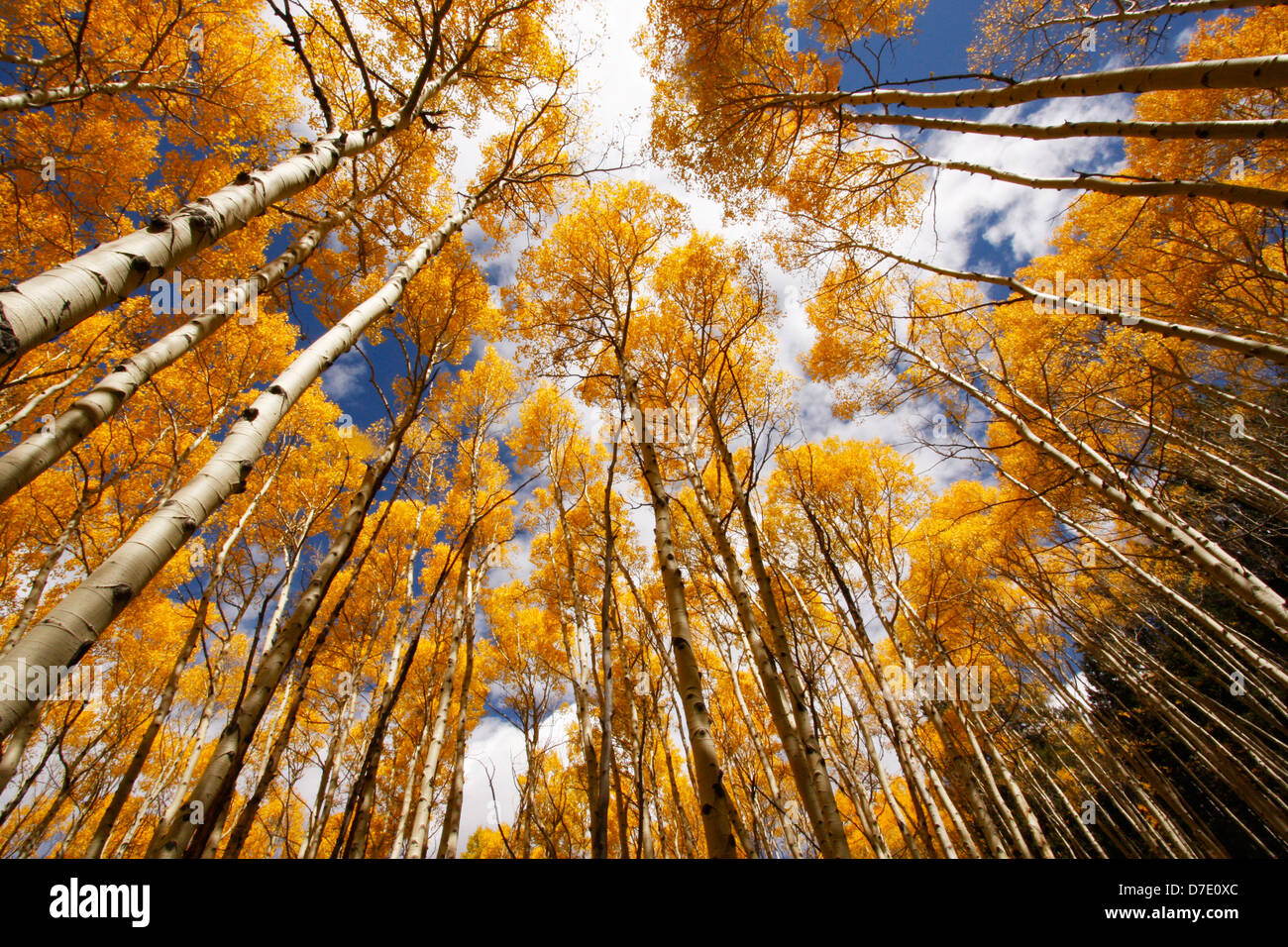 American aspen trees hi-res stock photography and images - Alamy