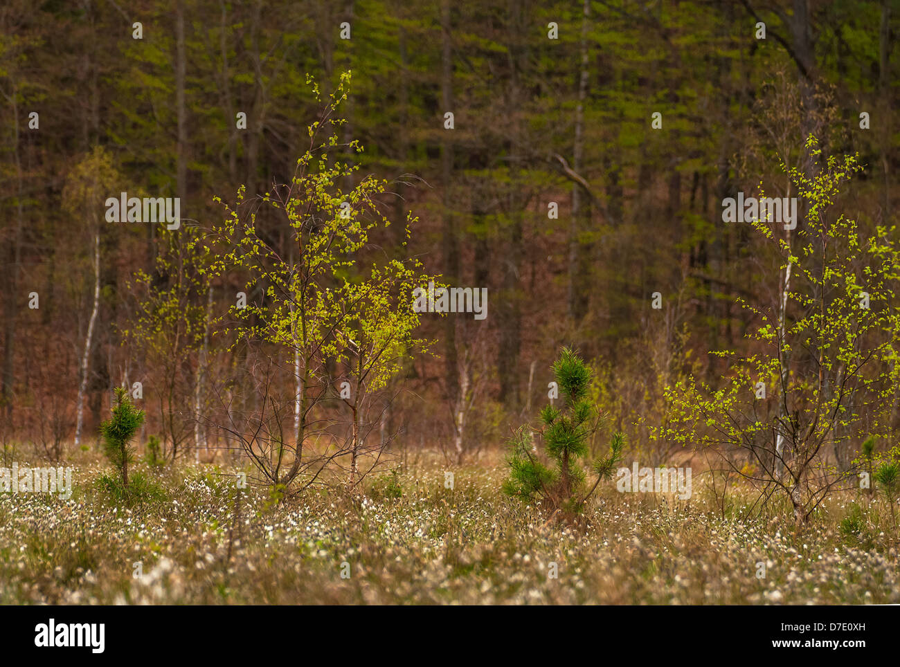 Swamp tree birch pine pinus wood forest hi-res stock photography and ...