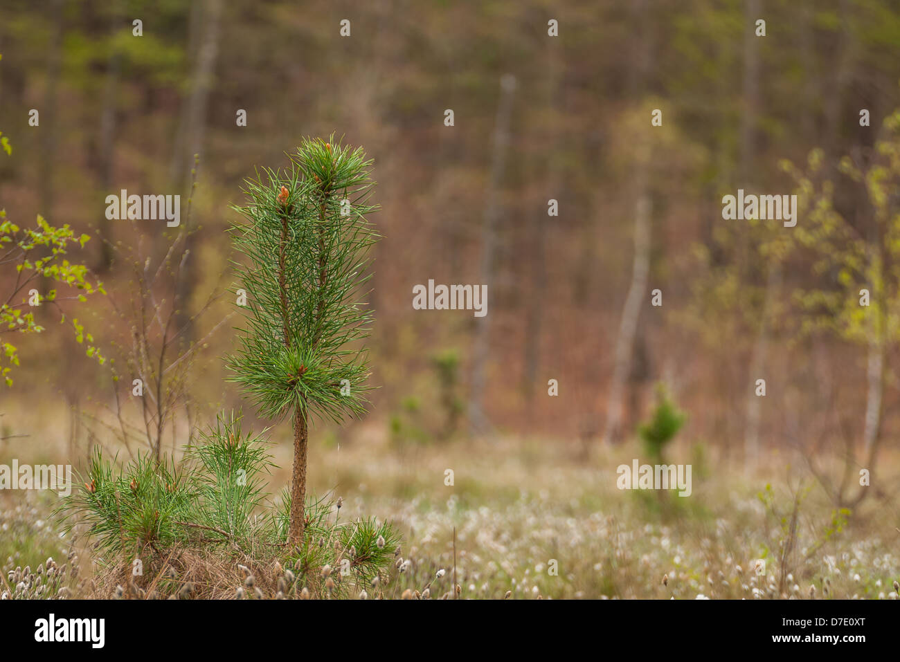 Swamp tree birch pine pinus wood forest hi-res stock photography and ...