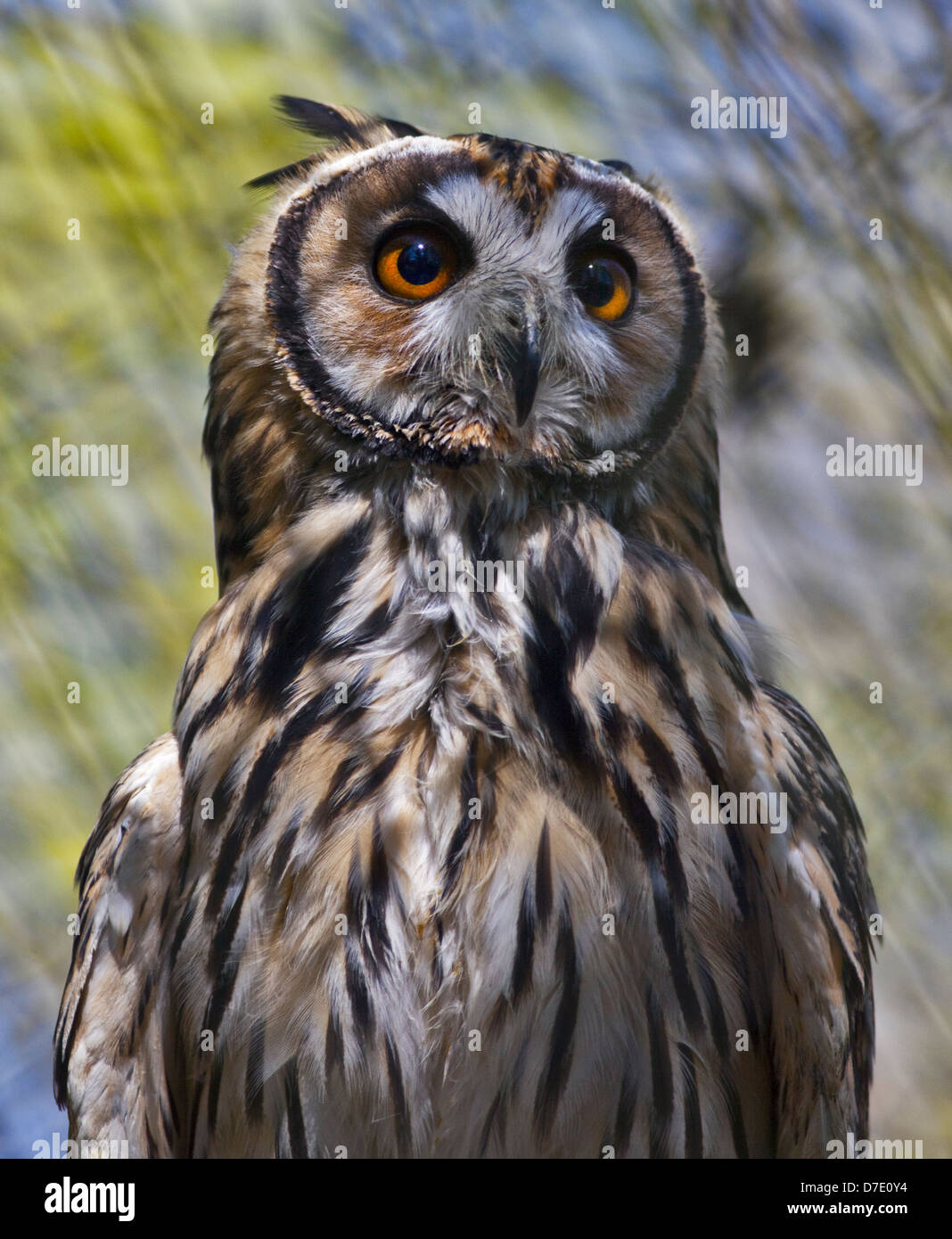 Striped Owl (pseudoscops clamator Stock Photo - Alamy