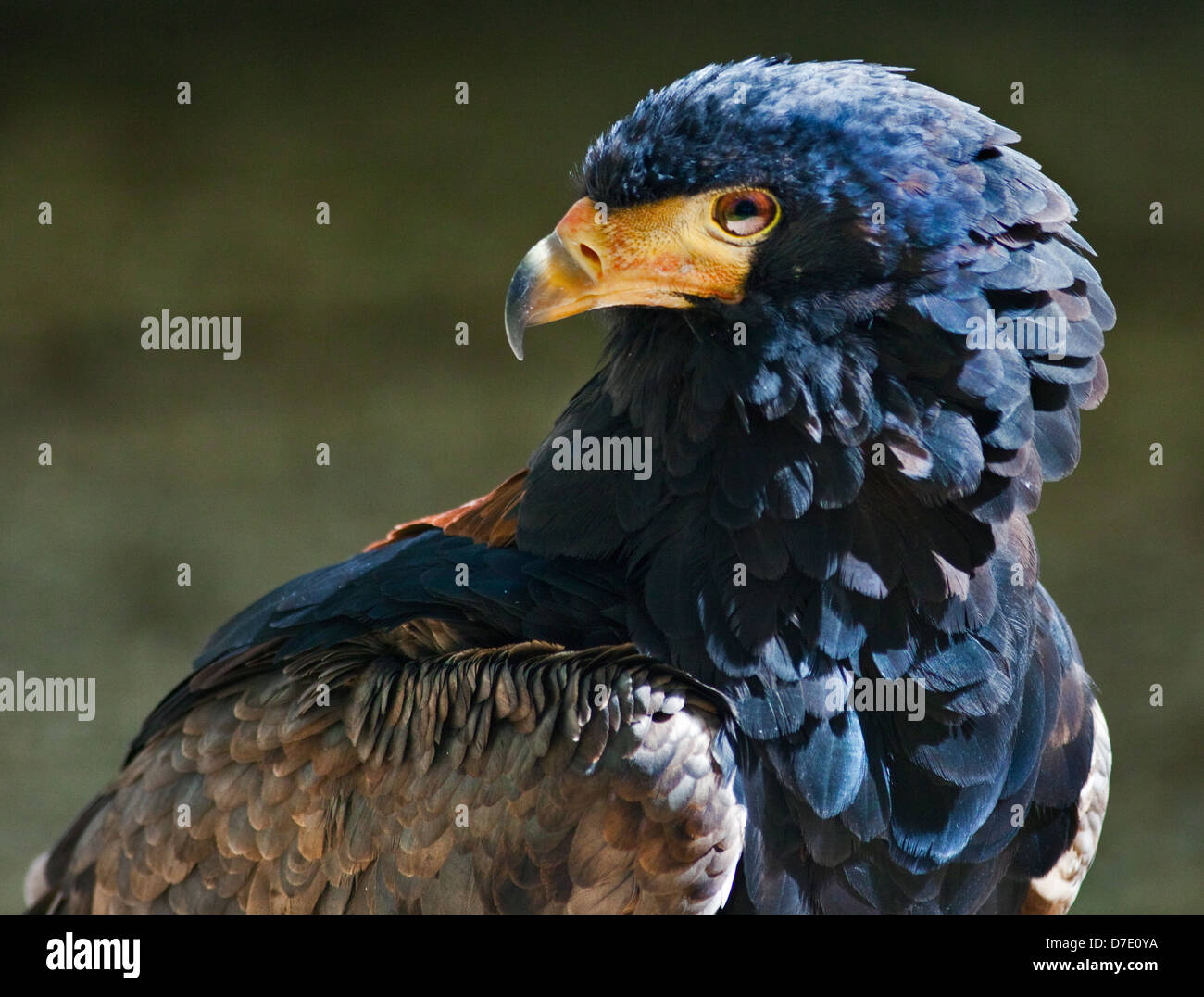 Bateleur Eagle (Terathopius ecaudata Stock Photo - Alamy