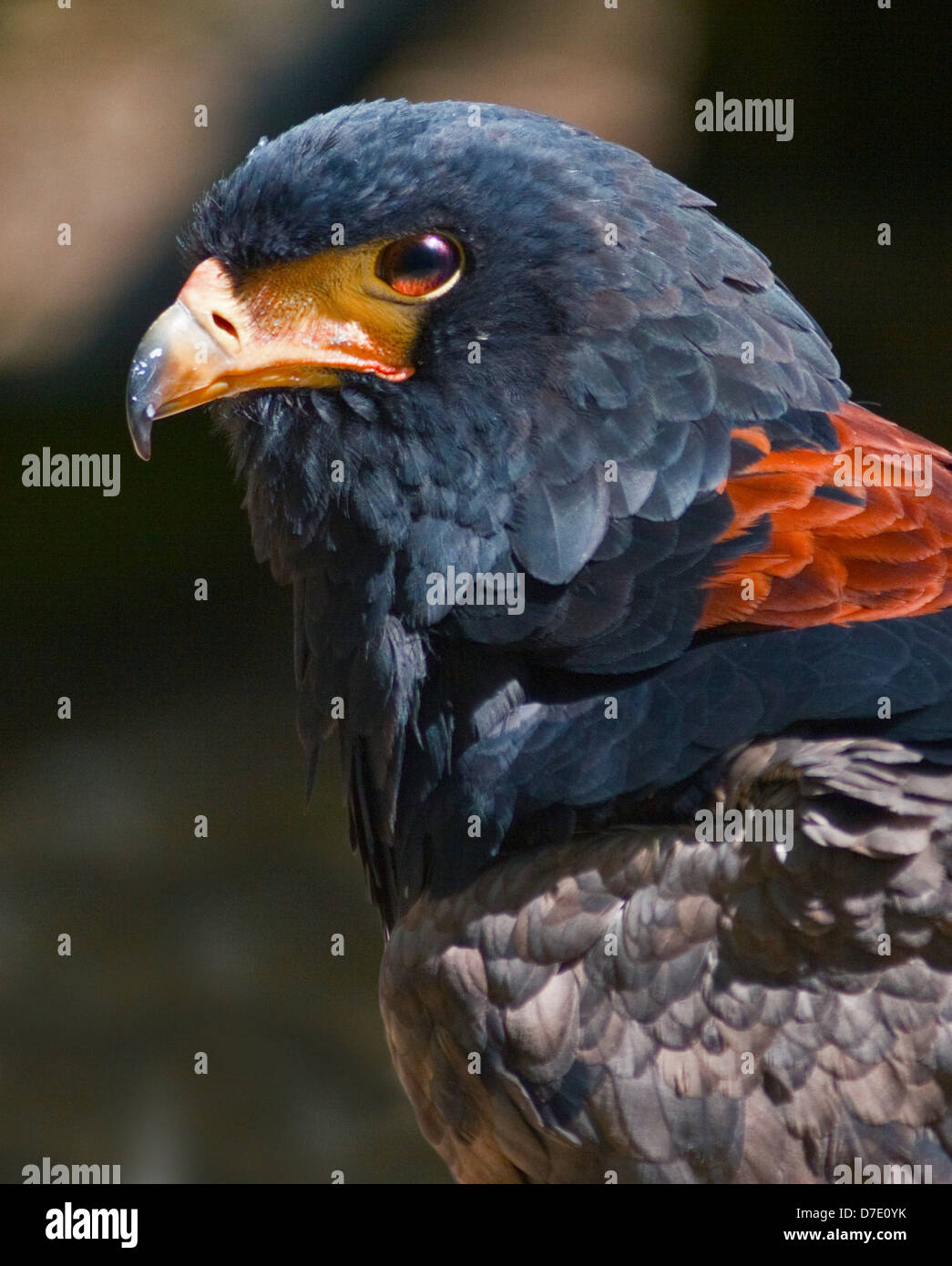 Bateleur Eagle (Terathopius ecaudata Stock Photo - Alamy