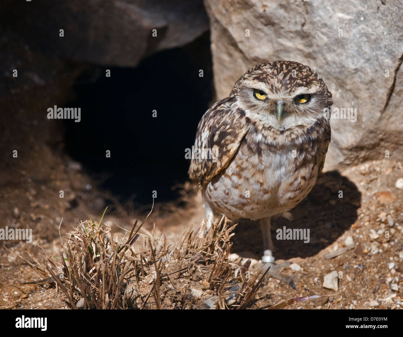 Burrowing Owl (athene cunicularia) outside burrow Stock Photo - Alamy