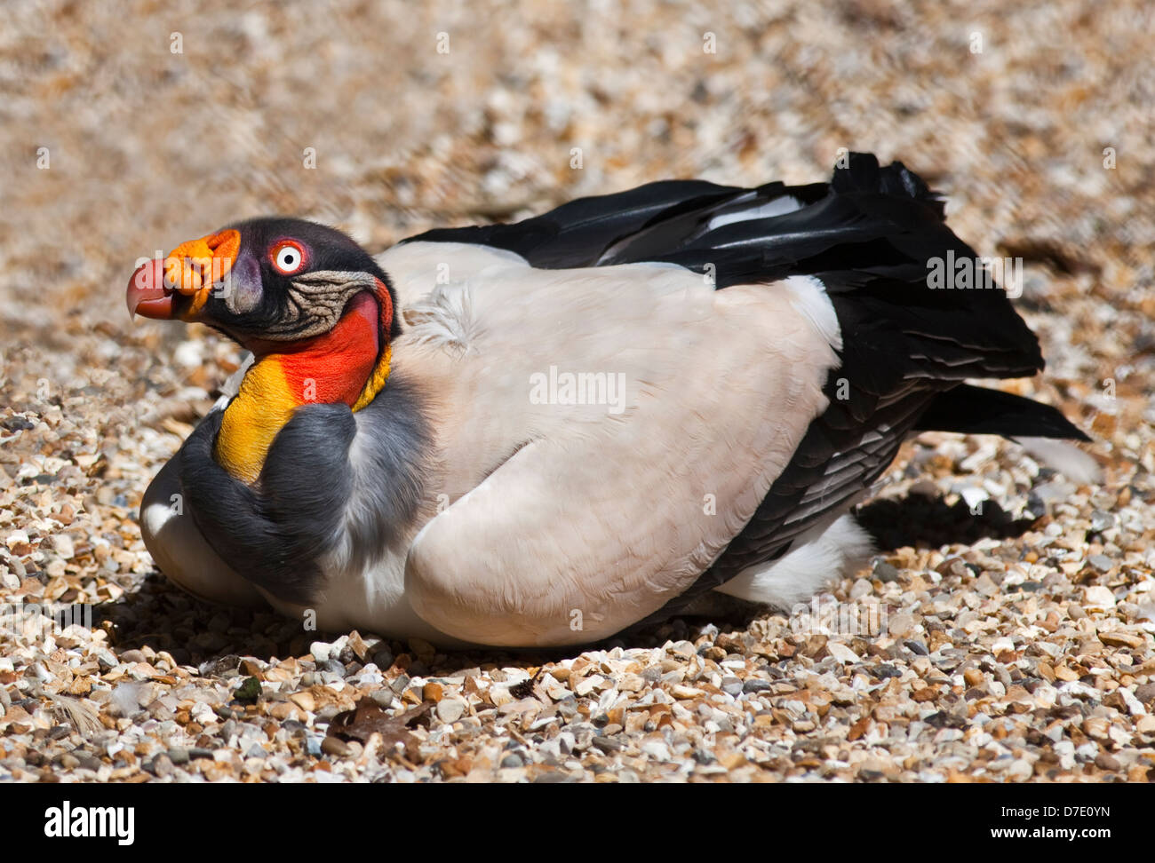 King Vulture (sarcoramphus papa Stock Photo - Alamy